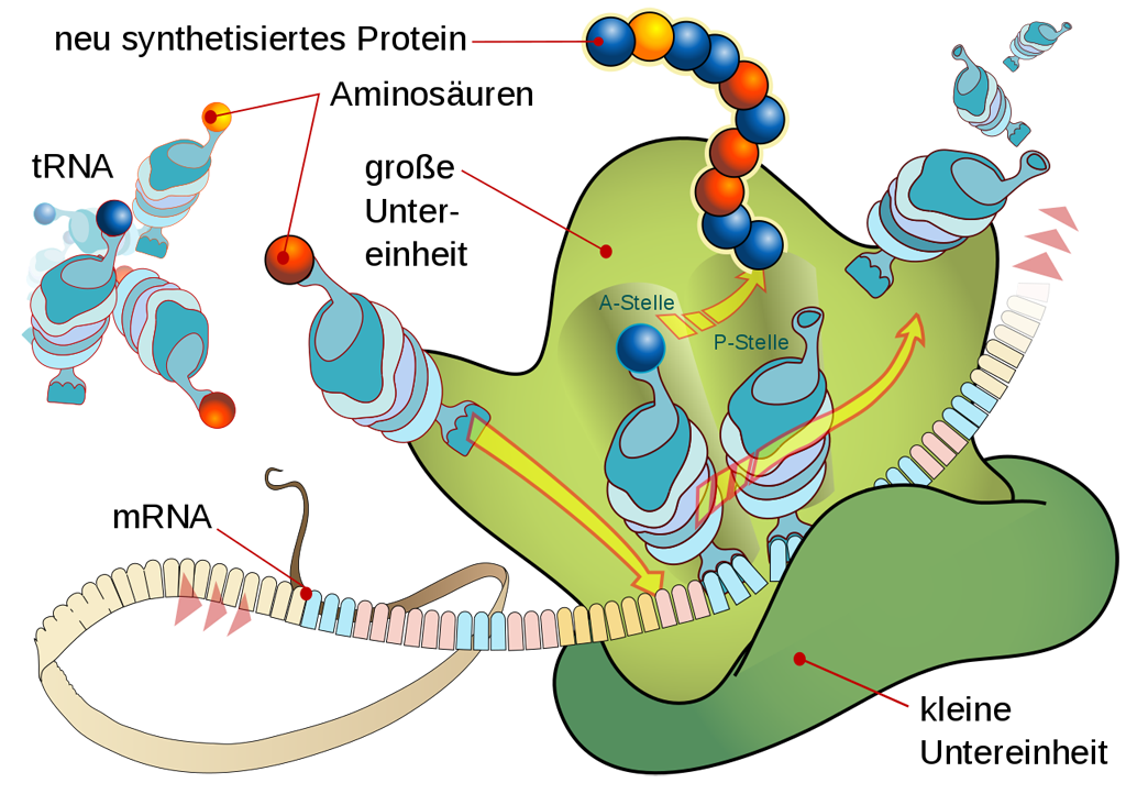 Die geniale Idee der mRNA-Impfstoffe – FUSION
